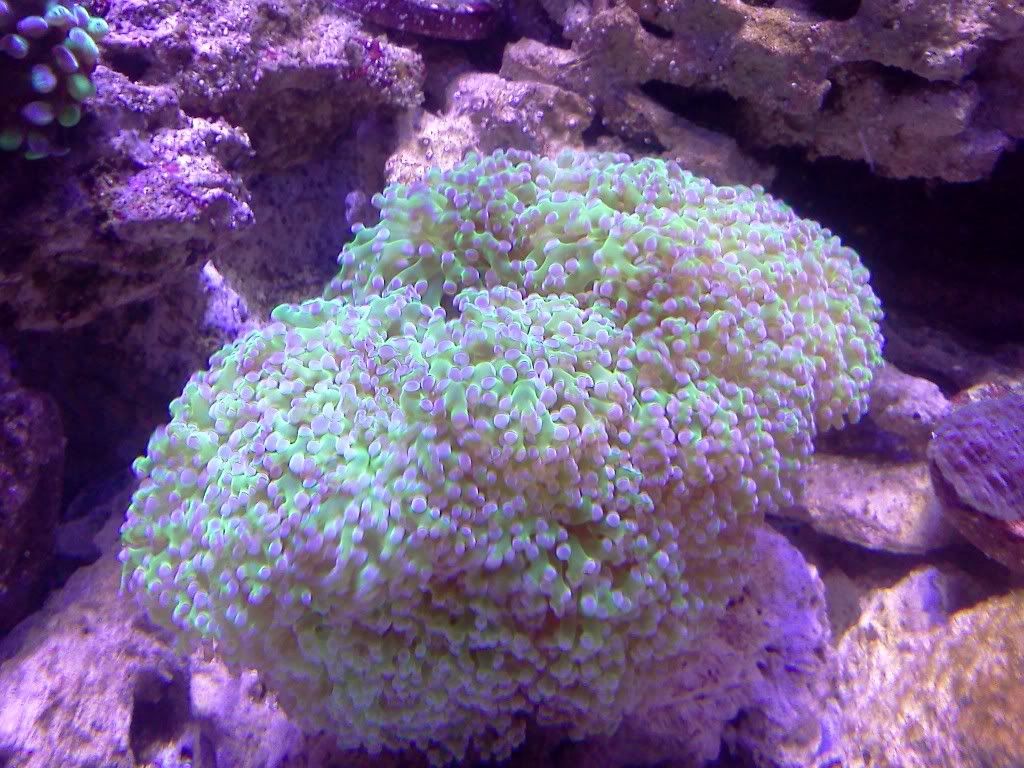 neon frogspawn | Reef2Reef