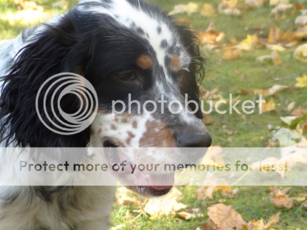 Lynnhill Highway Hannah pup pictures... | The HuntingPA.com Outdoor ...