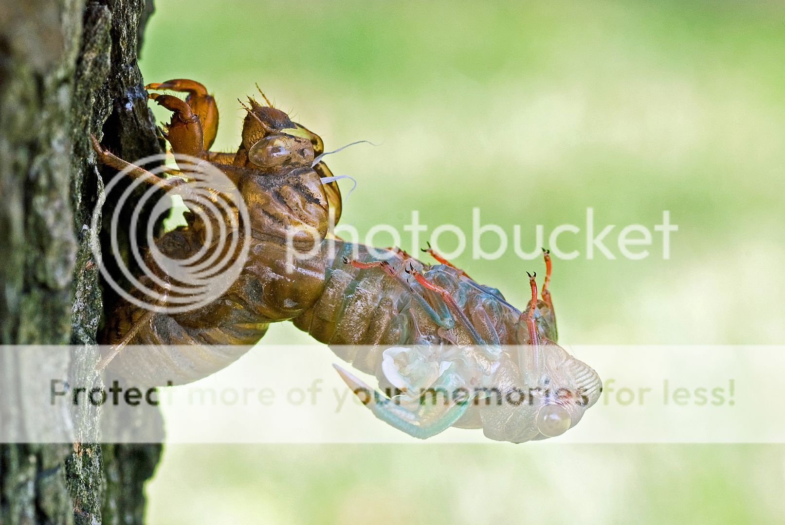 Emerging Cicada | The Photography Forum