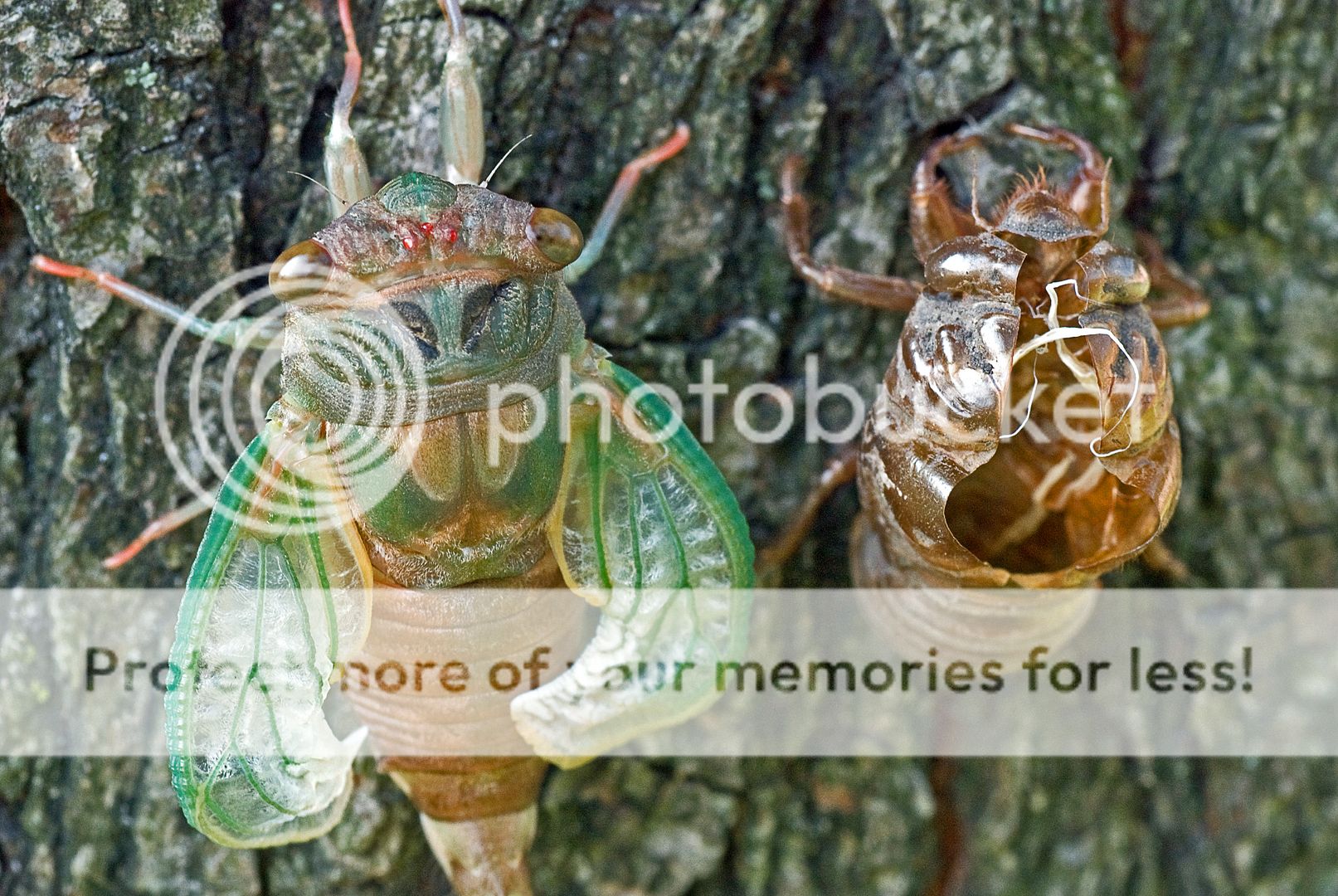 Emerging Cicada | The Photography Forum