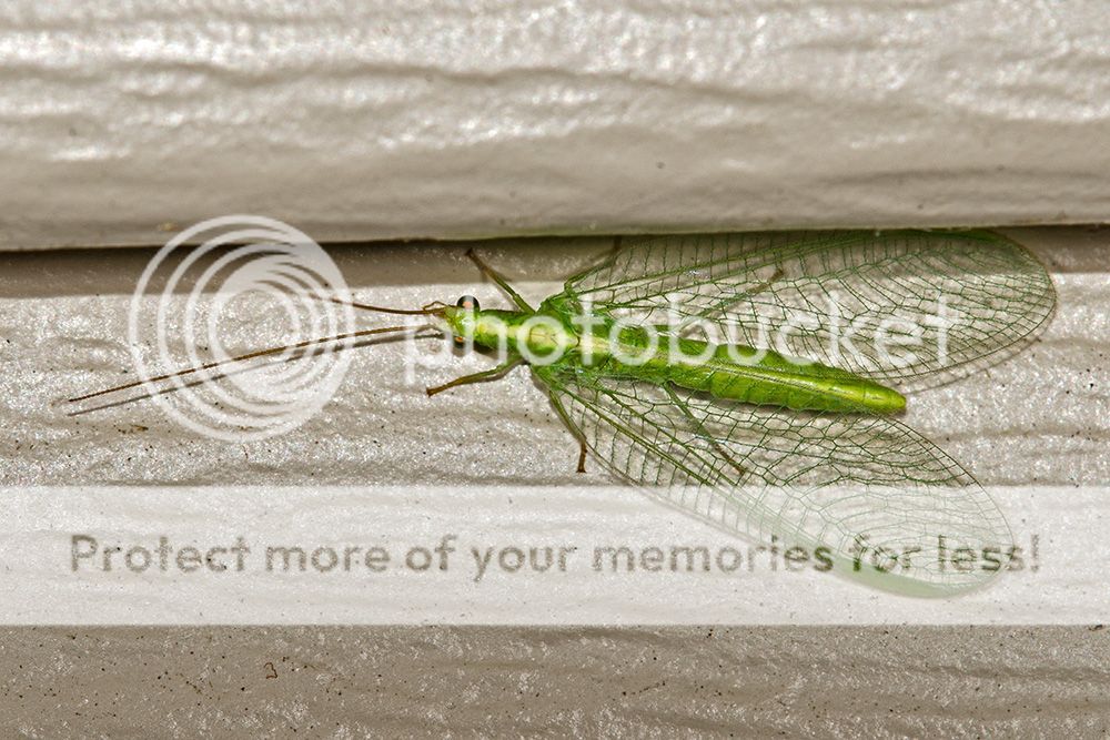 Green flying insect | Photography Forum