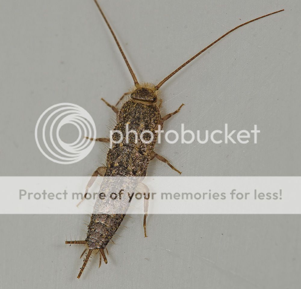 House Centipede | The Photography Forum