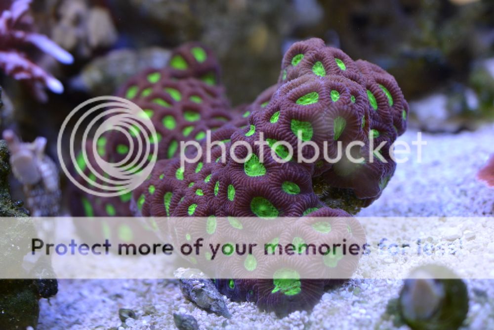 X-Large Favia Brain Coral | Reef2Reef